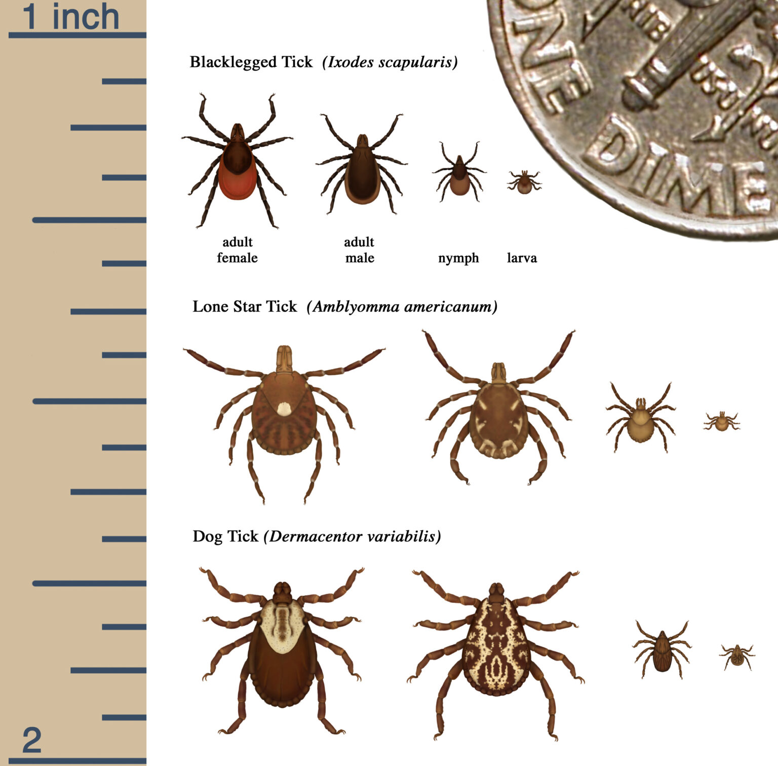 Tick Photos Michigan Lyme Disease Association